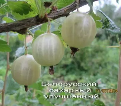Gooseberry Belarusian gula.