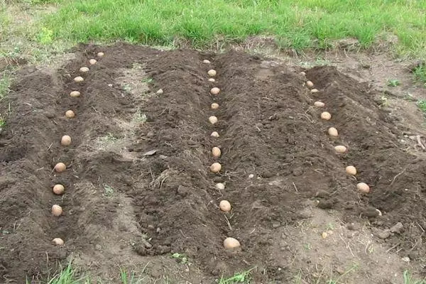 Plantning af kartofler.