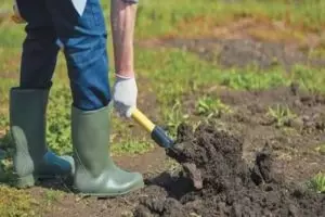 Açık topraktaki salatalıklar için nasıl yatırım yaparsınız?