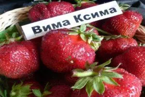 Descrierea și caracteristicile căpșunilor Wim Ksima, cultivare și reproducere