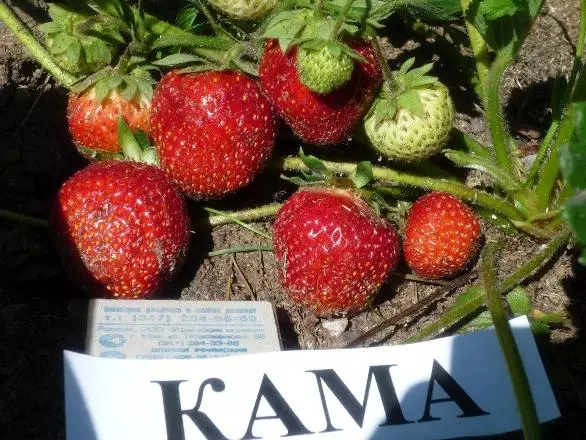 Căpșuni Kama.
