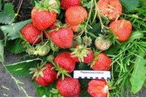 Description et caractéristiques de la variété de la fraise Première niveleuse, atterrissage et soin