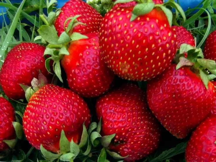 Strawberry Bogota.