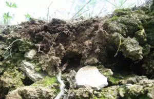 नाजुक-कार्बोनेट मिट्टी, उनके गुण और संरचना के लक्षण और प्रकार