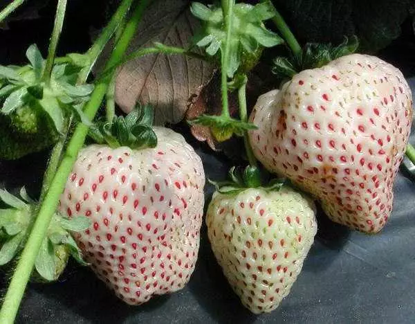 Strawberry Pineapple