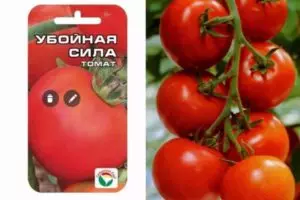 Beschreiwung vun Tomate Varietéit Schluecht Kraaft, seng charakteristesch an nozeginn