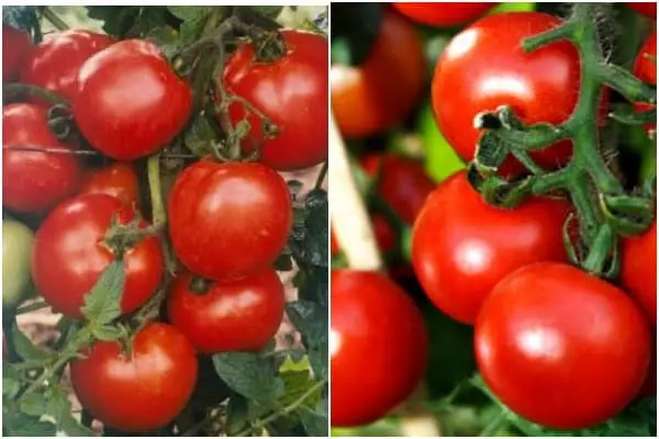 зовнішній вигляд томату Джемпакт