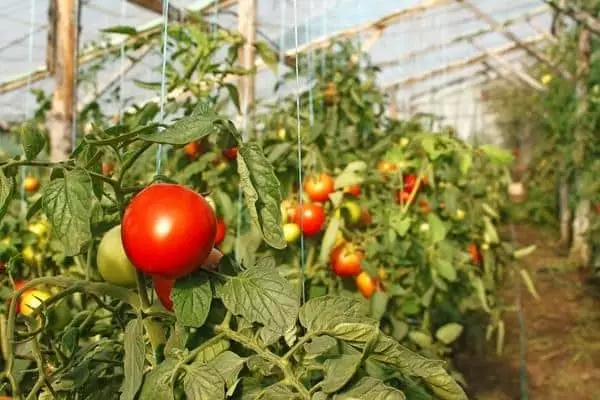 Struiken tomaat Jempact
