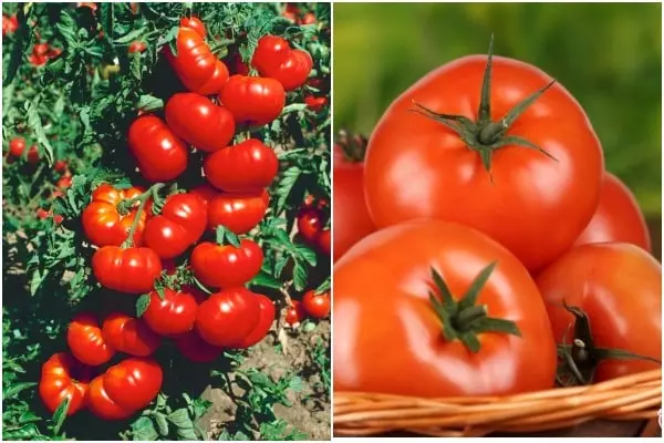 Daşky görnüş pomidor orgalary
