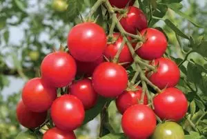 Característica e descrição da variedade de tomate shalun, seu rendimento