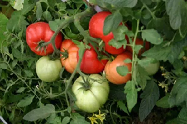 Arbustos tomate orletz.