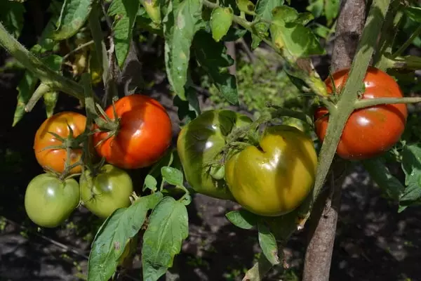 Orlets de tomate em terra aberta