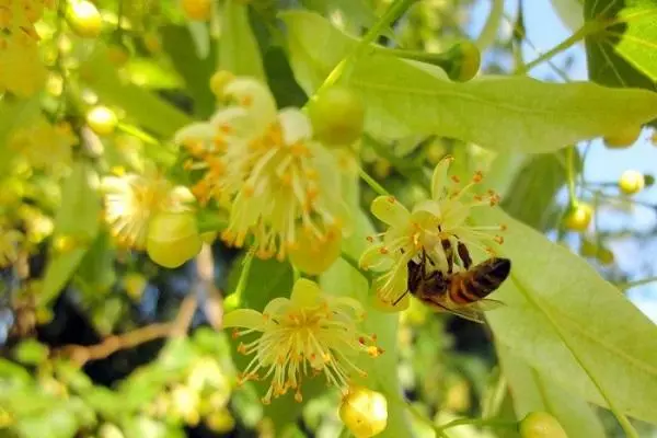 Flores en la primavera