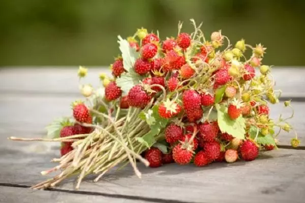 Bushes strawberries