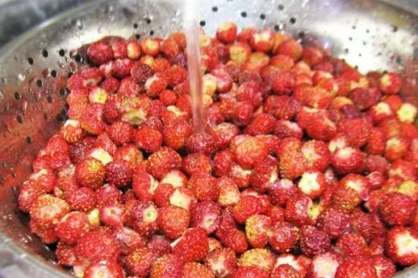 Osha berries.