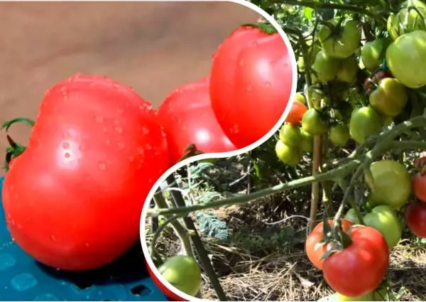 Görünüm domates pembe melek