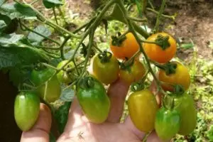 Priskribo de Tomato Cherry Lisa Tomato, ĝiaj karakterizaĵoj kaj rendimento