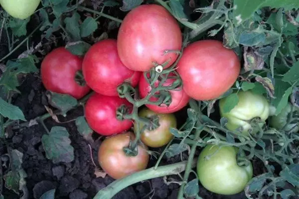 Tomato roża anġlu fuq il-ġnien