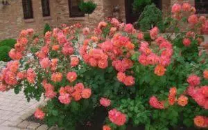 Descripció de les varietats de roses Bush, regles d'aterratge i cura al sòl obert