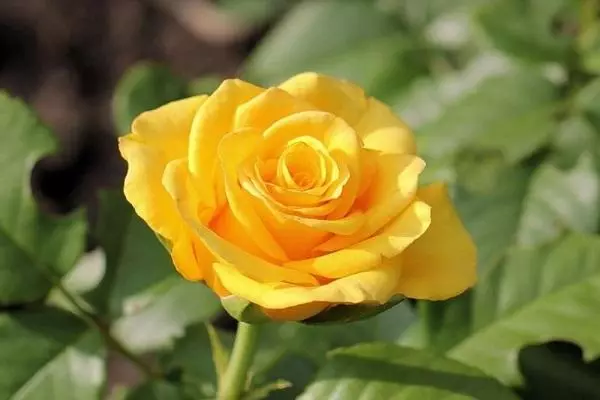 Belle fleur