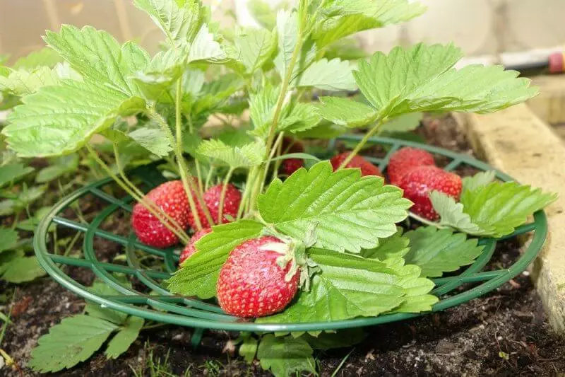 Stand de fraises