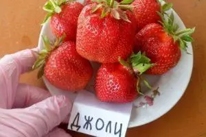 ລາຍລະອຽດແລະລັກສະນະຂອງ strawberry jolie, ການປູກຝັງແລະການສືບພັນ