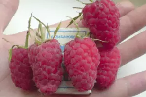 Wat kan worden gefilterd met frambozen tijdens het rijpen van bessen, bloeien en vruchten