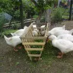 چمن چمن خوردن غازها: چه چیزی می تواند و شما نمی توانید مرغ را تغذیه کنید 1338_2