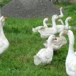 ঘাস কি geese খাওয়া: কি করতে পারেন এবং আপনি একটি পোল্ট্রি ভোজন করতে পারবেন না 1338_4