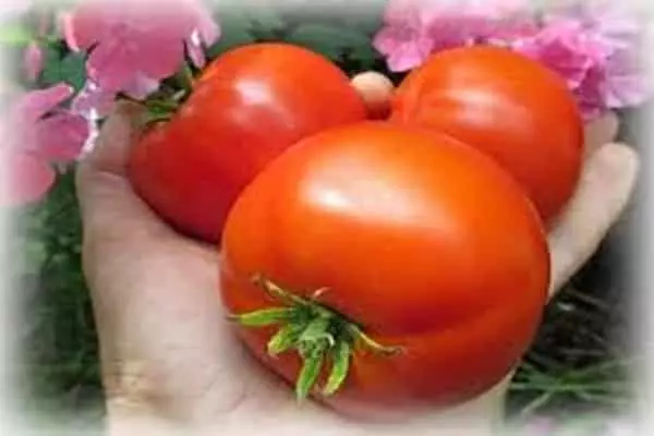 Tomate en mans