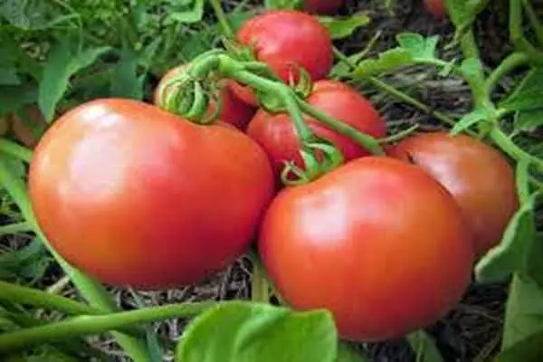 Tomate Yana