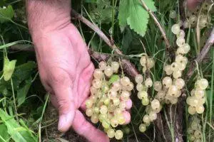 白葡萄乾，著陸，栽培和護理最好品種的描述
