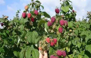 Description of the grade of raspberries and yield from one bush, landing and care