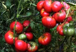 Característica e descrição da variedade de tomate gigantesco, seu rendimento
