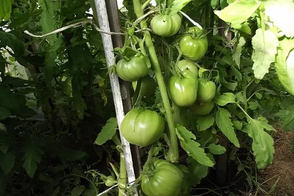 Ny tomators dia manana