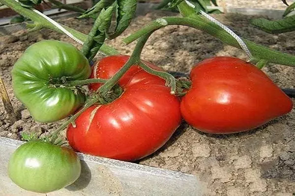 Tomato mijery