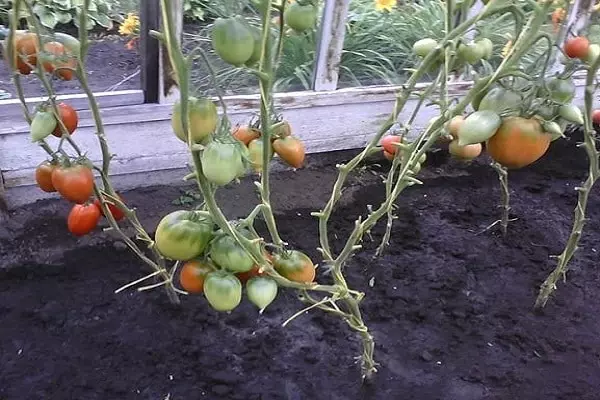 Свежи домати