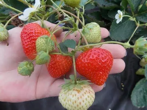 Strawberry mara de bois.
