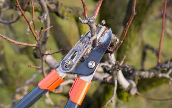 Cherry Trimming.