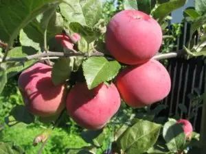 Opis i cechy Apple Sortuj Jonathan, zasady uprawy i opieki na hybrydę