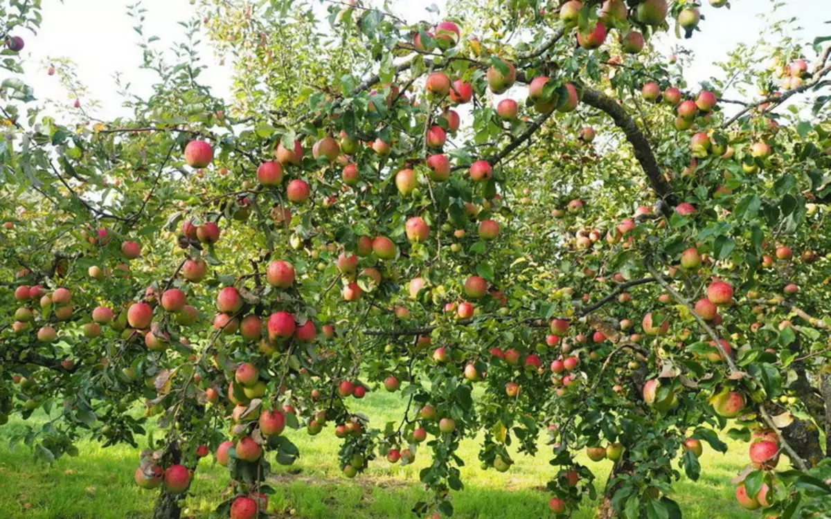 Apple Tree Arcade