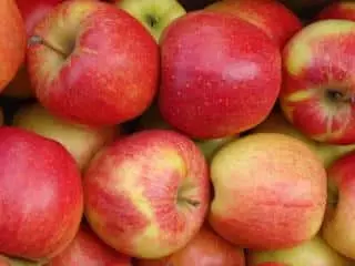 苹果树拱廊