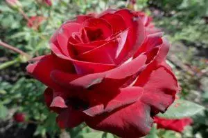 Paglalarawan at mga panuntunan para sa lumalaking hybrid rosas varieties.