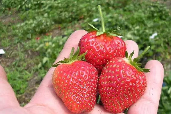 रसदार स्ट्रॉबेरी