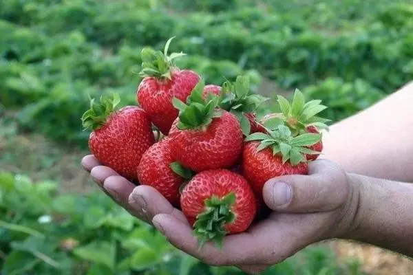 Garden Harvest.