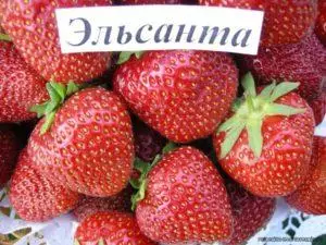 Elasanta, लागवडी आणि काळजी च्या स्ट्रॉबेरी च्या वर्णन आणि गुणधर्म