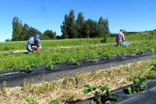 Mulching প্রক্রিয়া