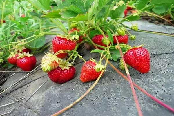 Tomato toro