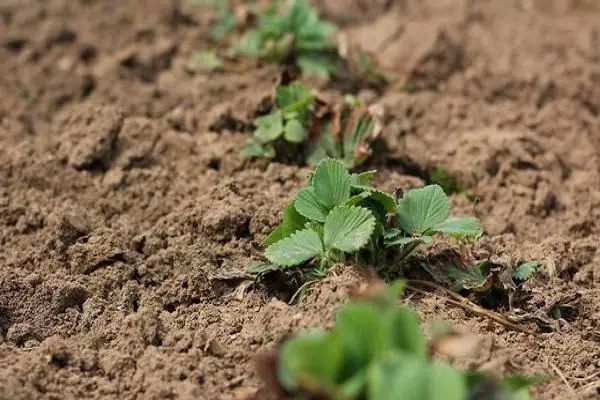 Farmened Saplings