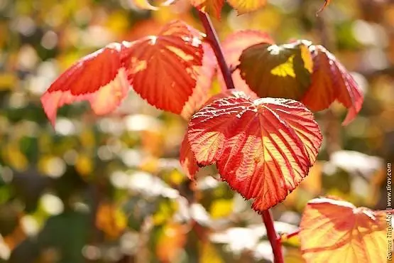 Crveni lišće